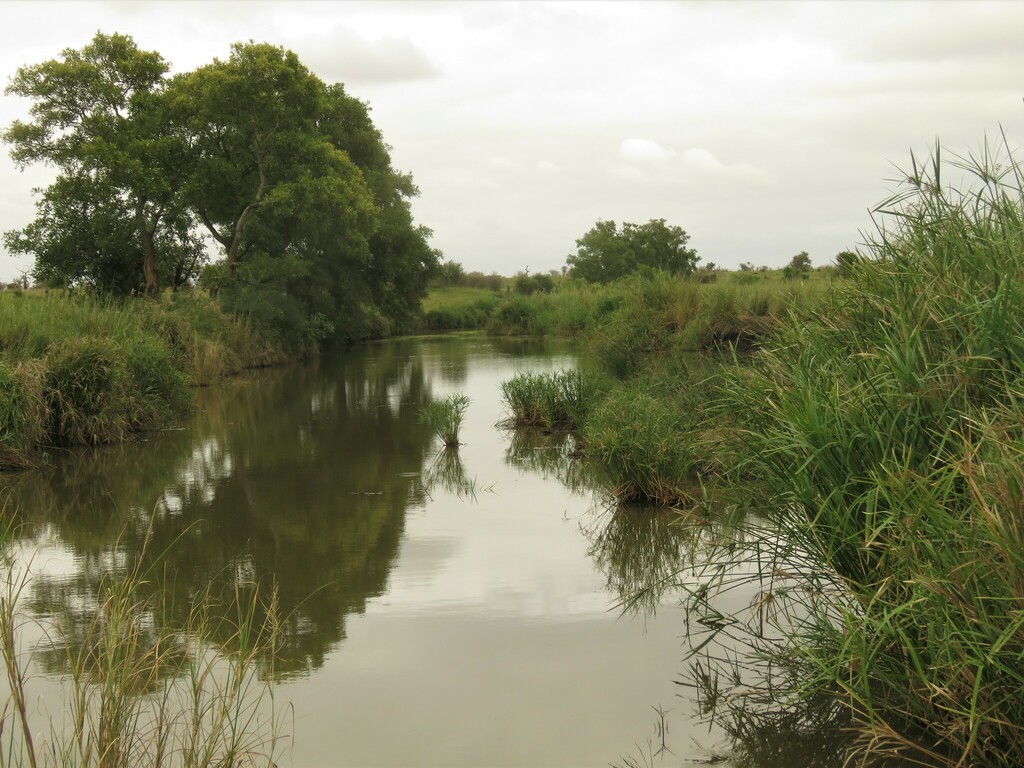 Umbrella papyrus from Ehlanzeni District Municipality, South Africa on ...