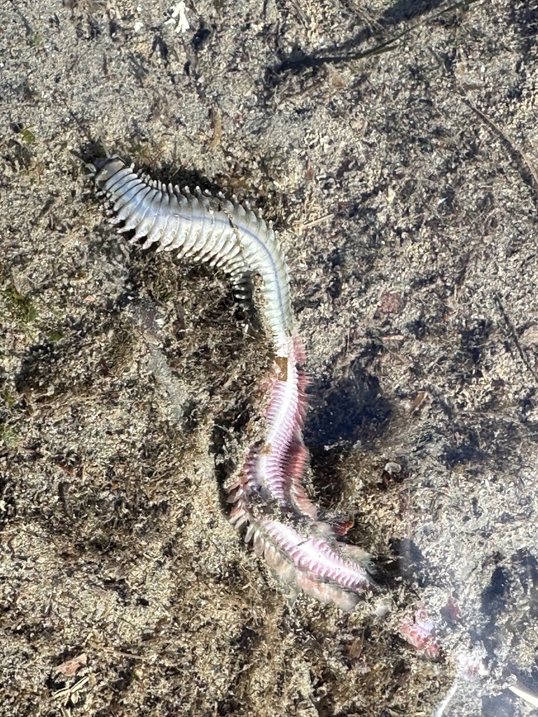 Ragworms and Allies from Strait of Juan de Fuca, Port Angeles, WA, US ...