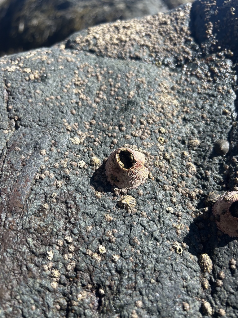 Pink Volcano Barnacle from Dana Point, Dana Point, CA, US on March 24 ...