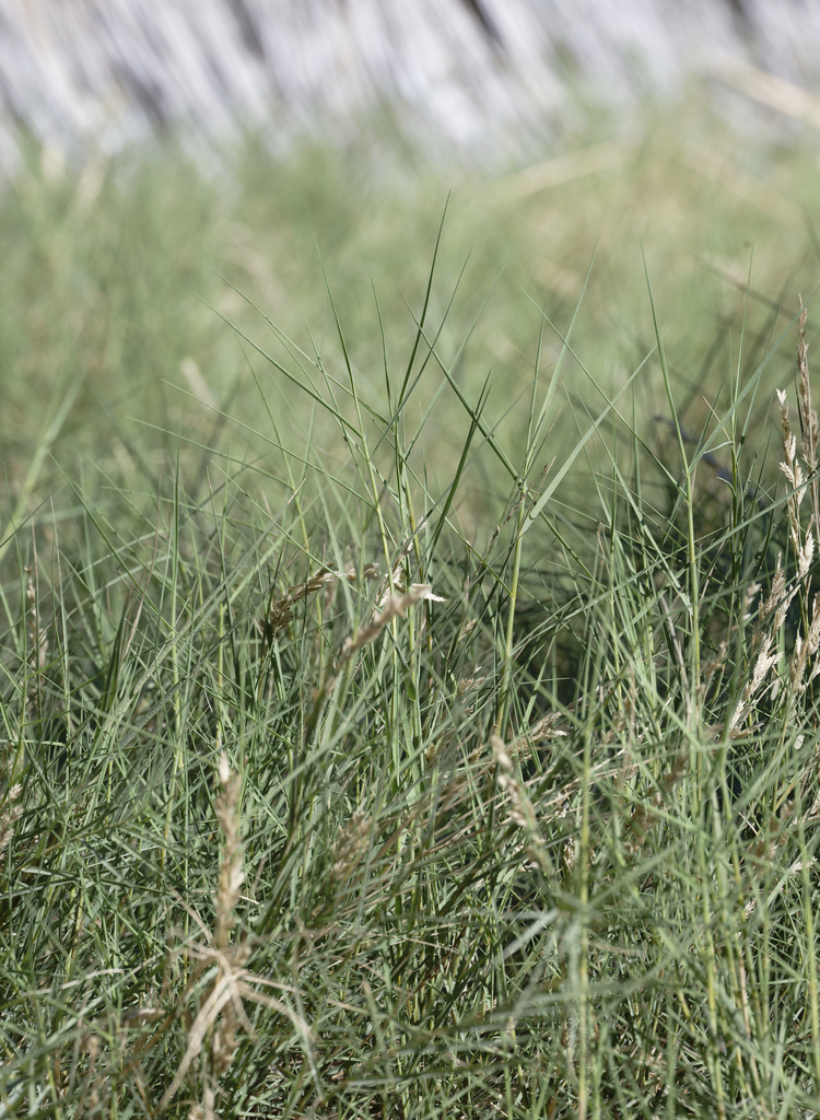 Saltgrass from Riverside County, CA, USA on March 22, 2024 at 10:16 AM ...