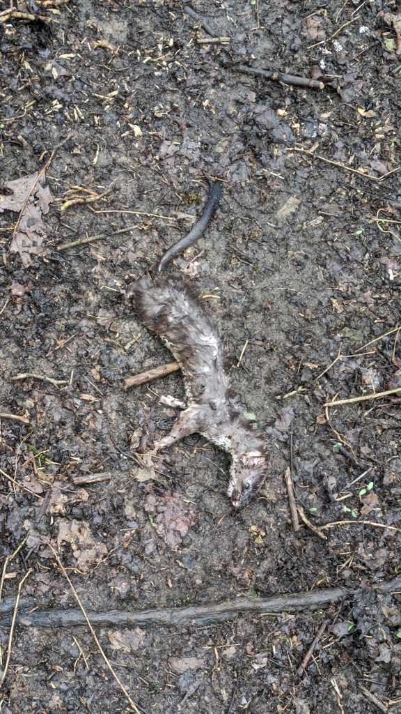 Long-tailed Weasel from State College, PA 16803, USA on March 23, 2024 ...