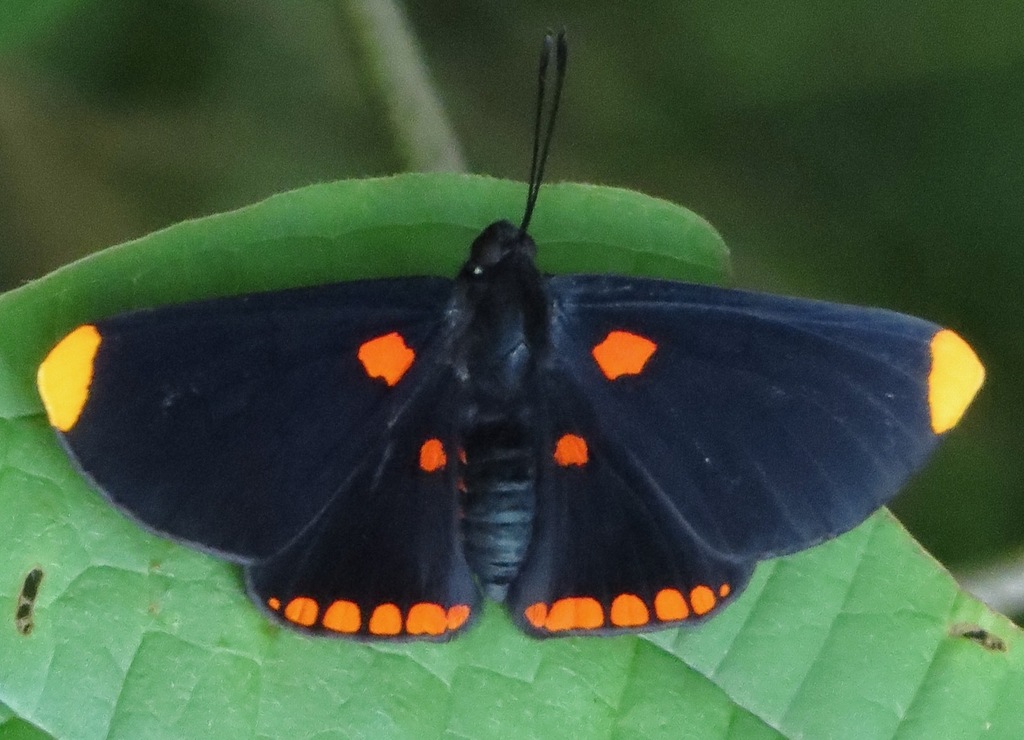 Red-bordered Pixie from Tuxtla Gutiérrez, Chis., Mexico on July 6, 2015 ...