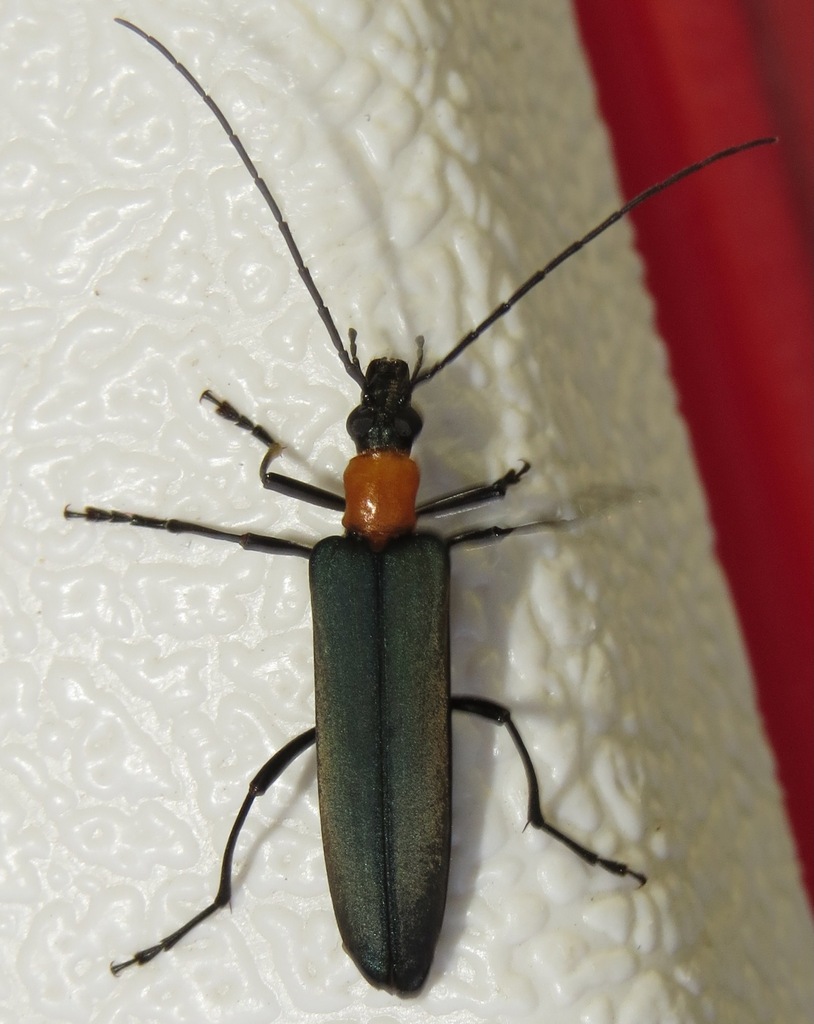 Diplectroides from Coapilla, Chis., Mexico on July 7, 2015 at 09:50 AM ...