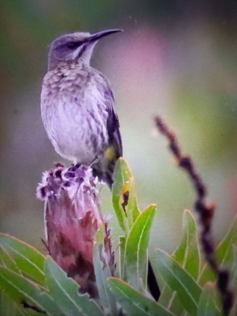 Cape Sugarbird from Hessequa Local Municipality, South Africa on March ...