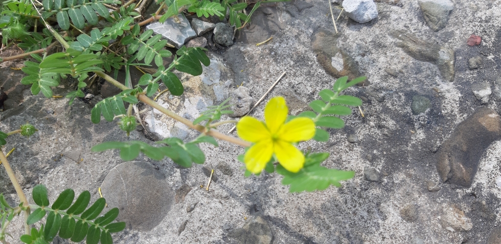 Devil Thorns in April 2019 by Vivian Liu · iNaturalist