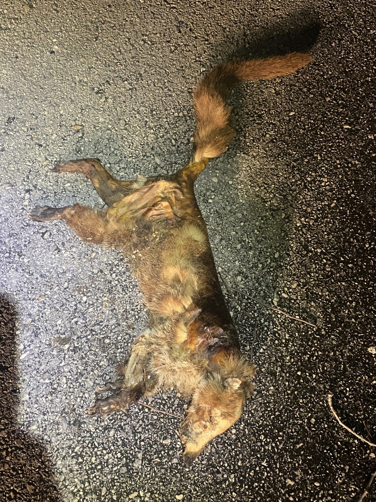 White-nosed Coati from Dzemul, Yuc., MX on March 26, 2024 at 11:00 PM ...