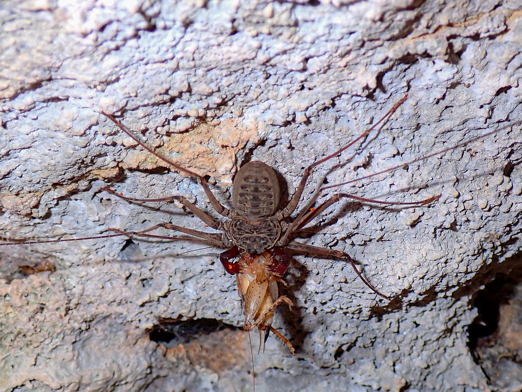 Paraphrynus pococki from Aldama, Tamps., MX on March 24, 2024 at 07:22 ...