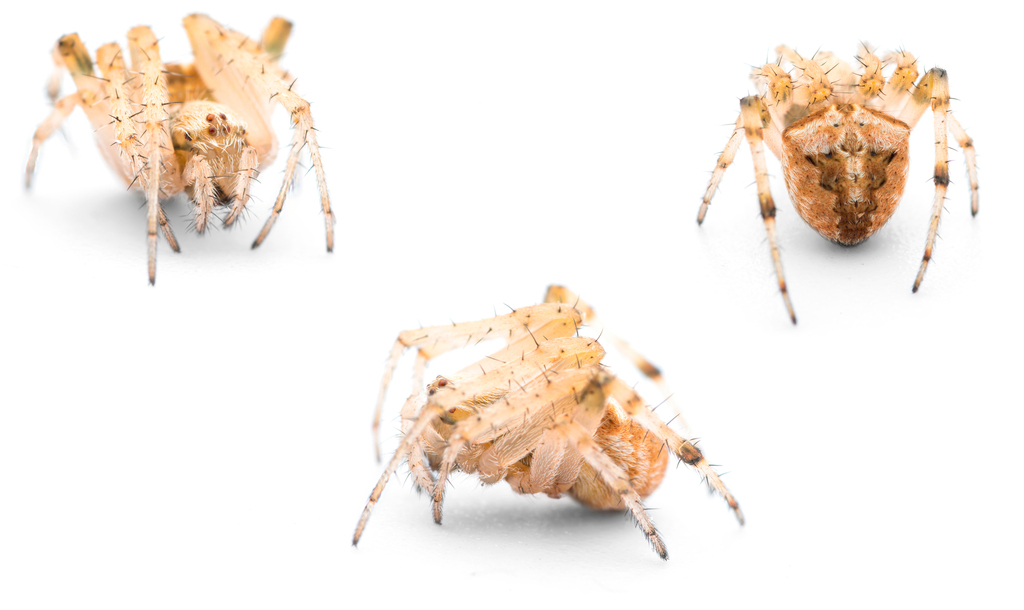 Common Hairy Field Spider in March 2024 by davidfdz_b82. 4 mm · iNaturalist