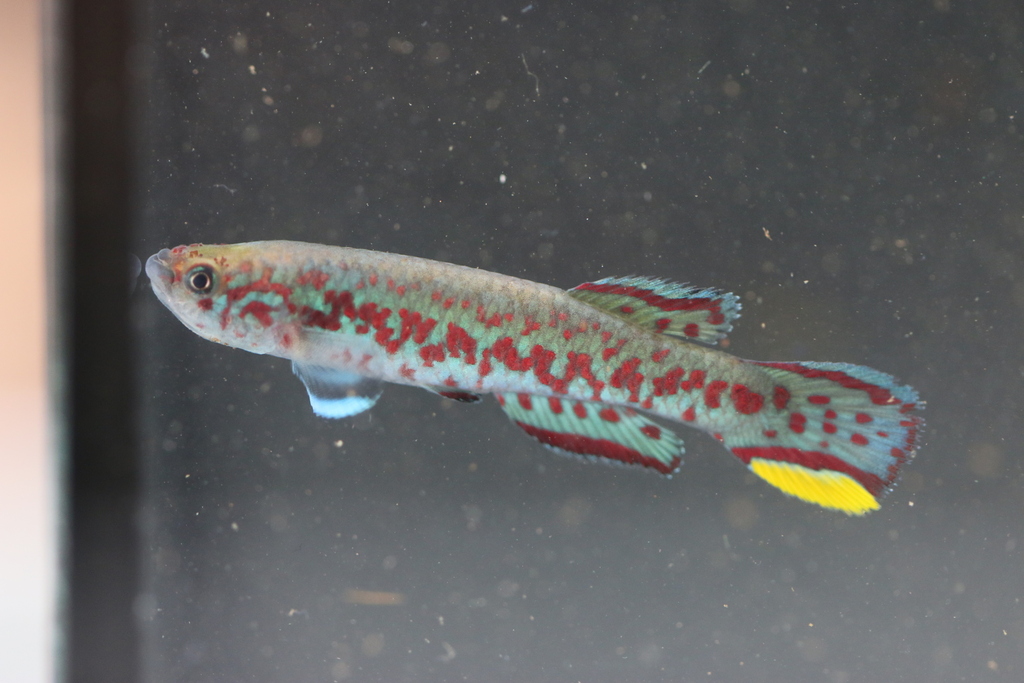 Scriptaphyosemion chaytori from Koinadugu, Sierra Leone on February 4 ...