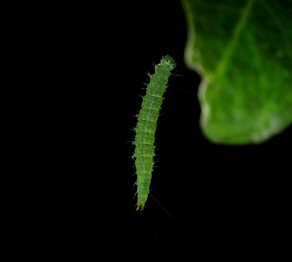 Imma mylias from Sai Kung, Hong Kong on April 26, 2019 at 07:27 PM by ...