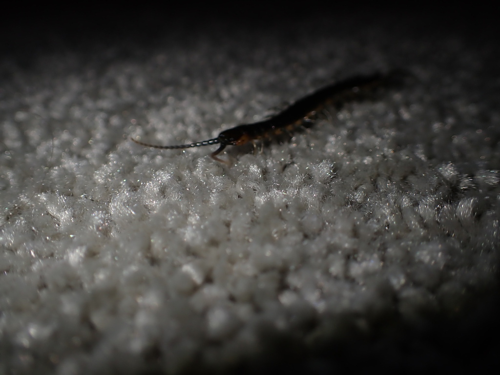 New Zealand giant centipede from North Island / Te Ika-a-Māui, Auckland ...