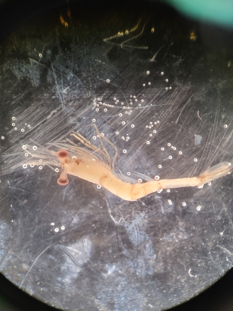 Caridean Shrimps on August 28, 2023 by Leïla Brunner. Amundsen 2023 ...