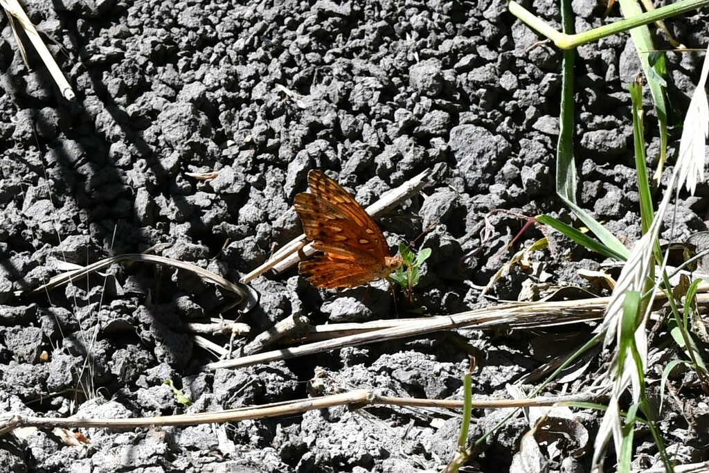 Mexican Fritillary from Arivaca, Pima County, AZ on June 4, 2023 at 11: ...