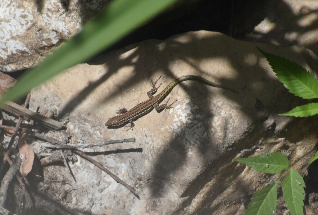 Green Iberian Wall Lizard from Sesimbra, Portugal on August 18, 2023 at ...
