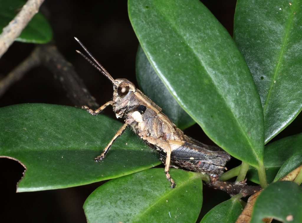 Traulia from Sai Kung, Hong Kong on April 26, 2019 at 07:14 PM by sk2 ...
