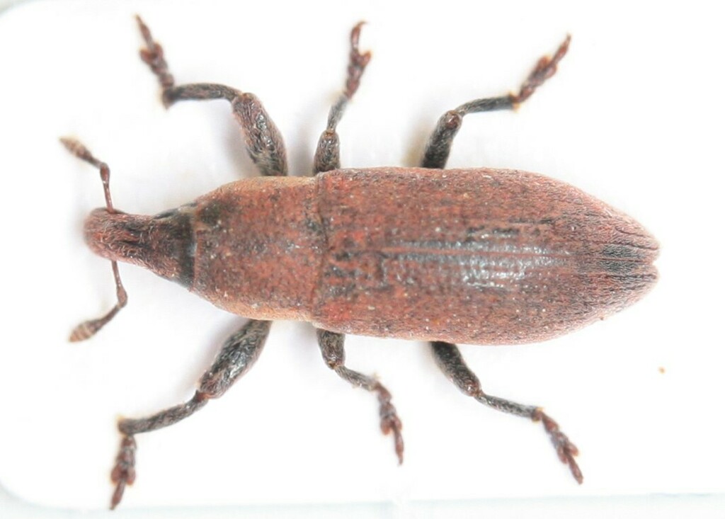 Lixus angustus from Серебряно-Прудский р-н, Московская обл., Россия on ...