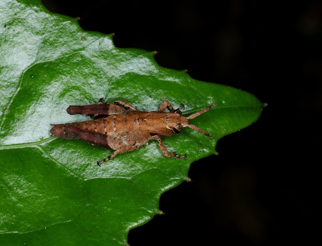 Traulia from Sai Kung, Hong Kong on April 26, 2019 at 09:35 PM by sk2 ...