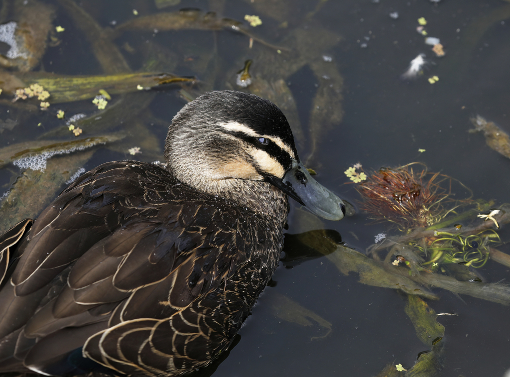 Pacific Black Duck from Melbourne VIC, Australia on February 25, 2024 ...