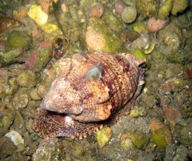Music Volute from Cruz Salmerón Acosta, Sucre, VE on April 10, 2008 by ...