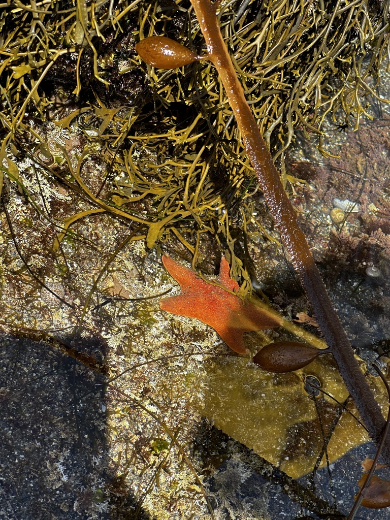 Bat Star from North Pacific Ocean, CA, US on March 22, 2024 at 01:49 PM ...