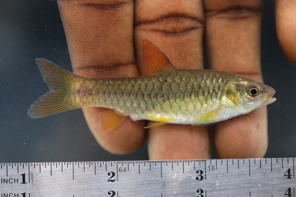 Enteromius foutensis in February 2018 by Gina Walsh · iNaturalist