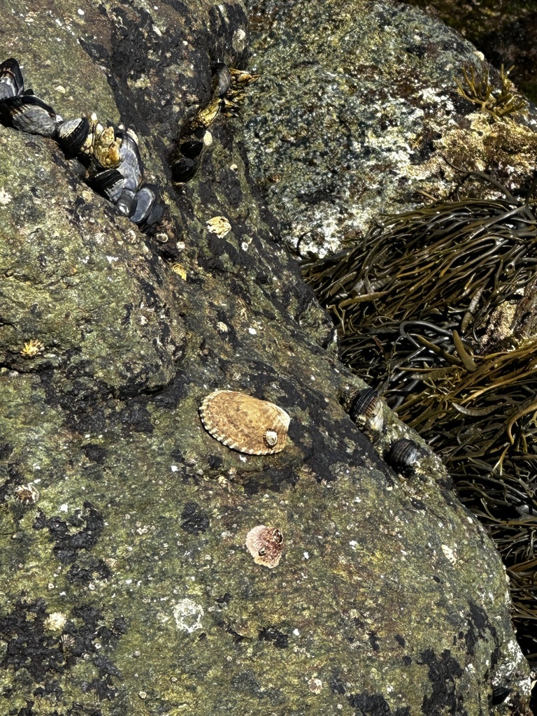 Owl Limpet from North Pacific Ocean, CA, US on March 25, 2024 at 09:30 ...