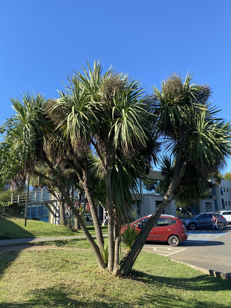 New Zealand cabbage tree from Universidad Católica de la Santísima ...