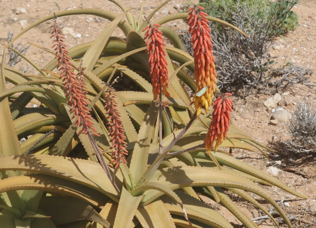 Perry's aloe in February 2024 by James Bailey · iNaturalist