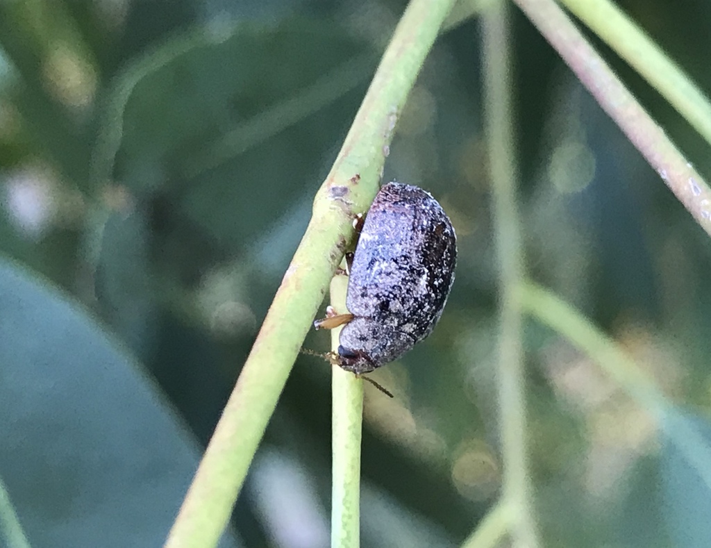 Australian Tortoise Beetle from 9857 Alta Mesa Rd, Wilton, CA, US on ...
