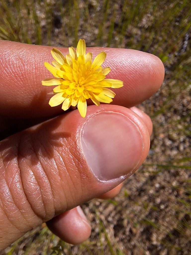silverpuffs from El Sobrante, CA 92503, USA on March 27, 2024 at 10:28 ...