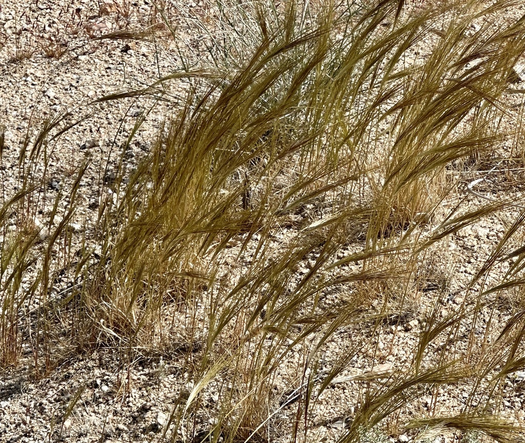 cape ricegrass from Santa Rosa and San Jacinto Mountains National ...