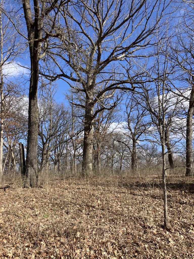 white oak in March 2024 by shagbarkben · iNaturalist