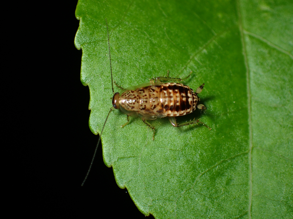 small yellow cockroach from Tuscaloosa, Alabama, United States on April ...