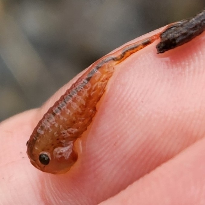 Eubranchipus in March 2024 by hminser · iNaturalist