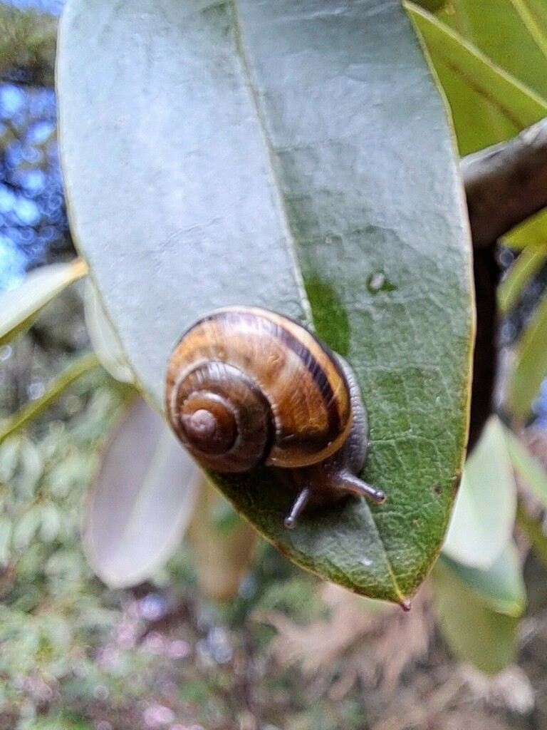 Brown-lipped Snail from Shaughnessy, Vancouver, BC, Canada on March 24 ...