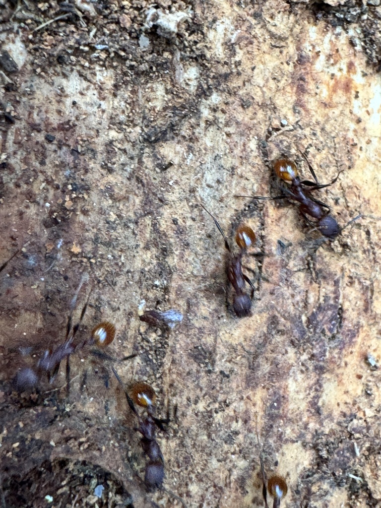 Notched Collared Ant from Farmington Park, Rocky Mount, NC, US on March ...