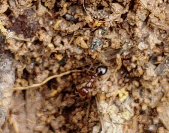 Red Imported Fire Ant from Mountain Park, GA, USA on March 27, 2024 at ...