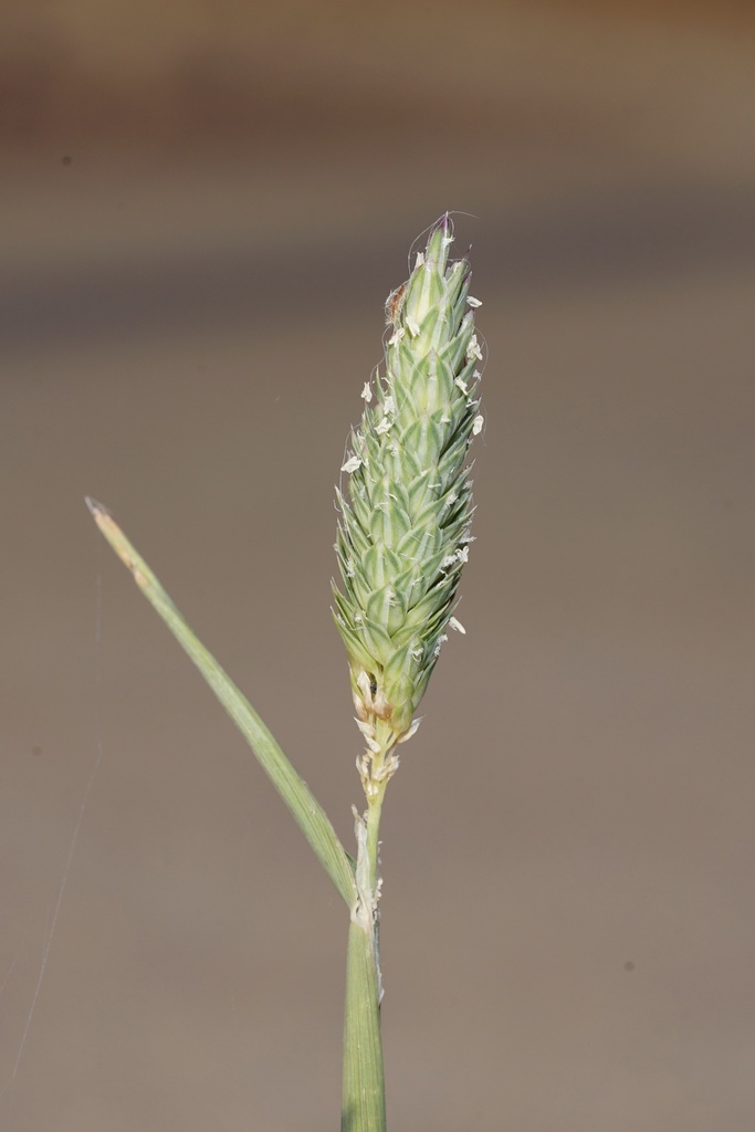 Lesser Canary Grass from S 18th St, Brawley, CA, US on March 25, 2024 ...