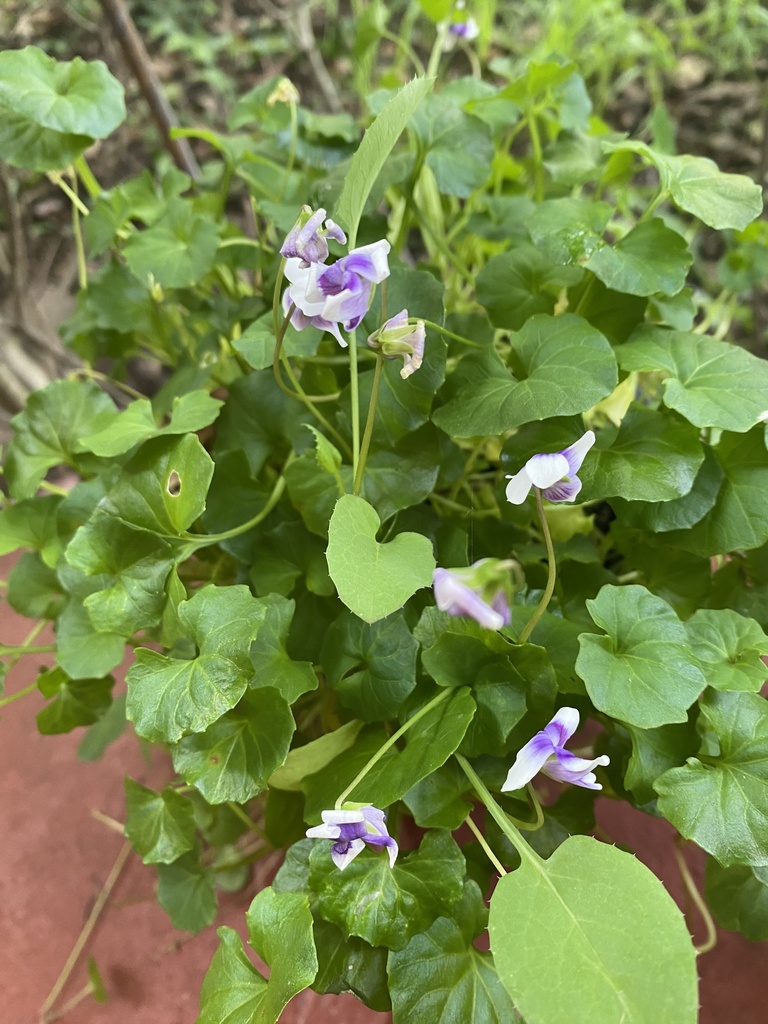 Banks' Violet from Cavendish St, Stanmore, NSW, AU on March 22, 2024 at ...
