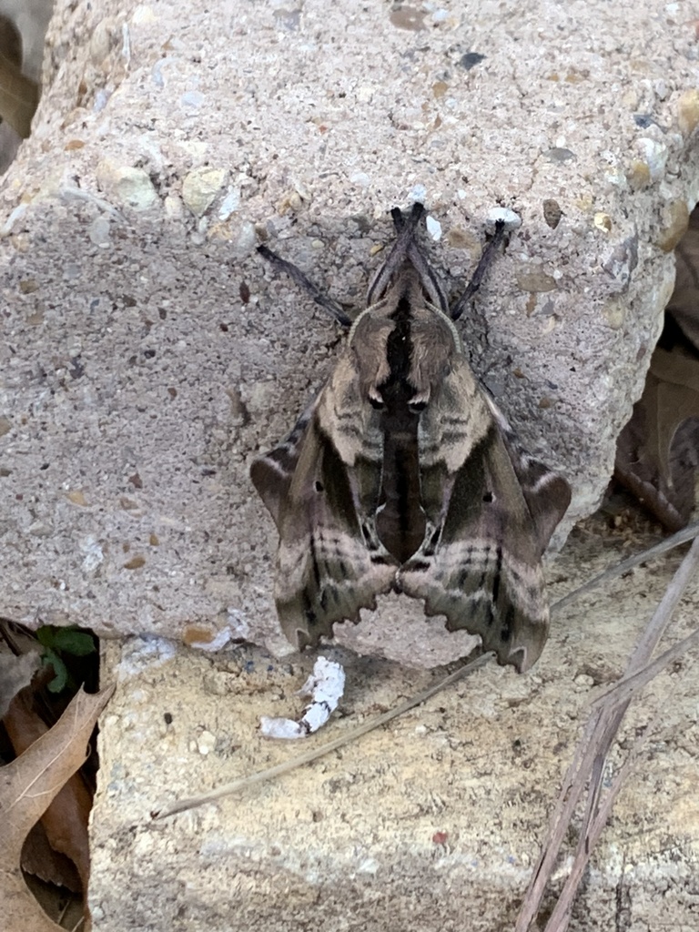 Blinded Sphinx from Timbergrove Cir, Dallas, TX, US on March 27, 2024 ...