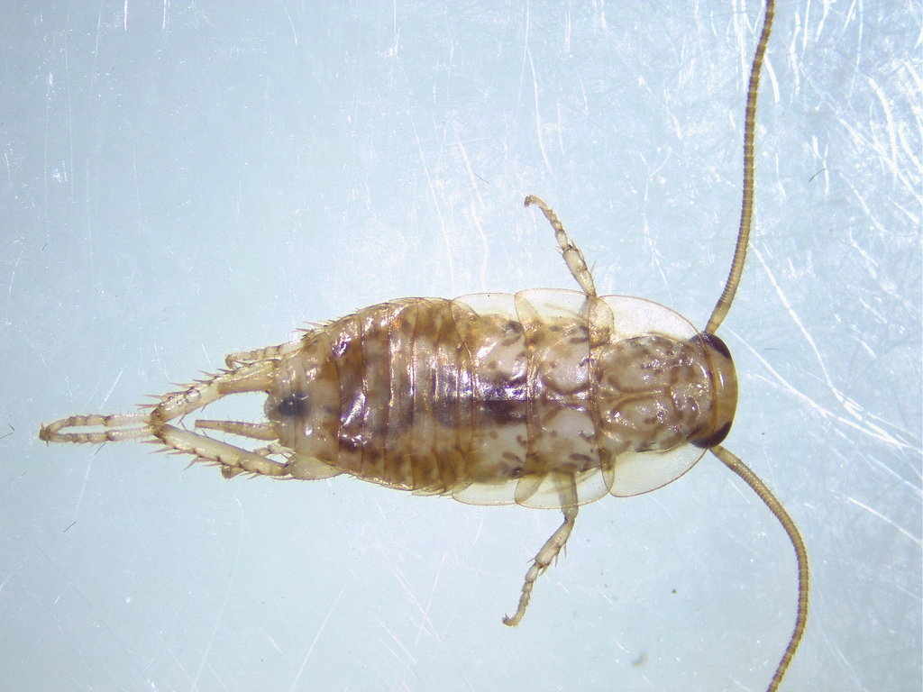 Giant and Wood Cockroaches from Huia, Auckland 0604, New Zealand on ...