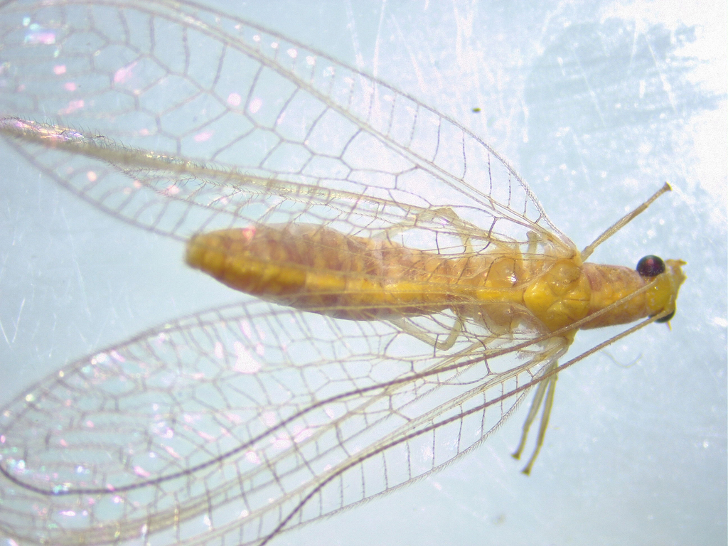 Mallada basalis from Tapapakanga Regional Park 95 Deerys Road, Ōrere ...