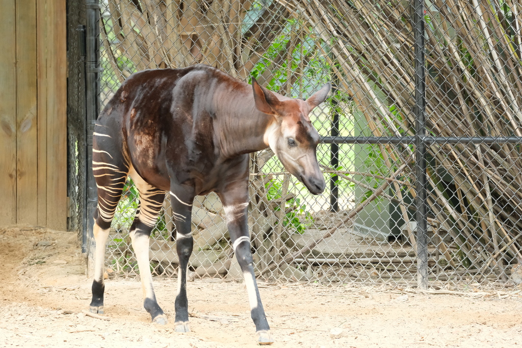 Okapi in March 2024 by Te Chang · iNaturalist