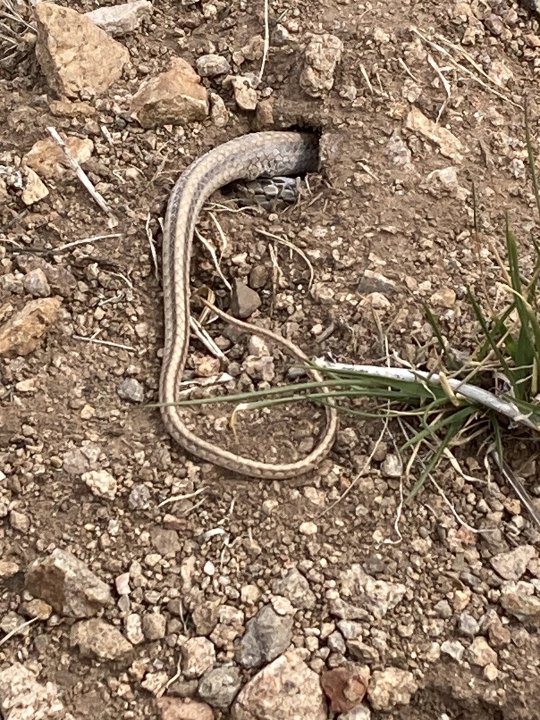 Big Bend Patchnose Snake from Baylor Pass Trail, Las Cruces, NM, US on ...