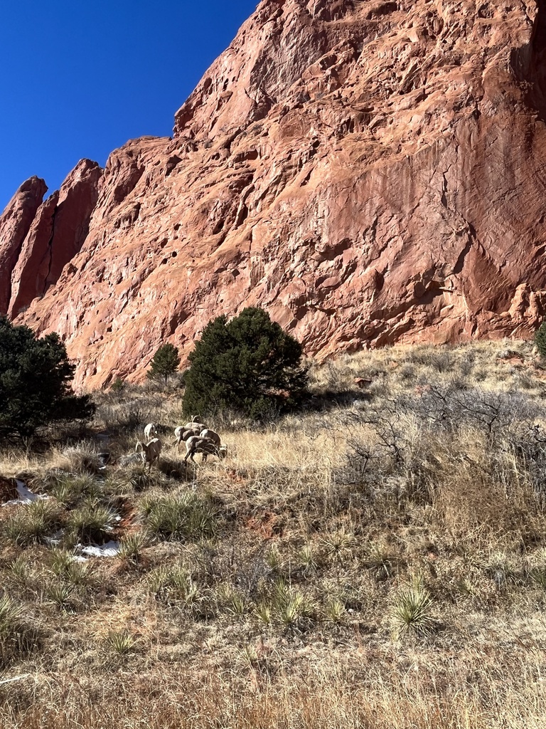 Bighorn Sheep from Central Garden Loop, Colorado Springs, CO, US on ...