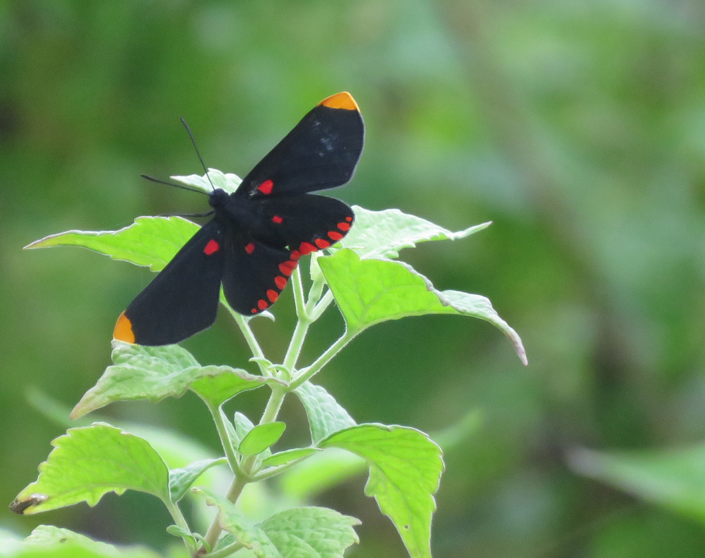 Red-bordered Pixie from Brownsville, TX, USA on December 3, 2018 at 08: ...