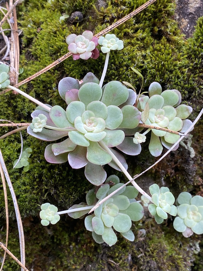 Broad-leaved Stonecrop from Shasta-Trinity National Forest, Redding, CA ...