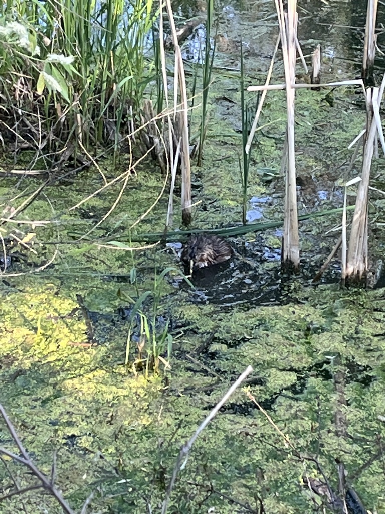 Muskrat from Lakeshore Nature Preserve, Madison, WI, US on May 30, 2023 ...