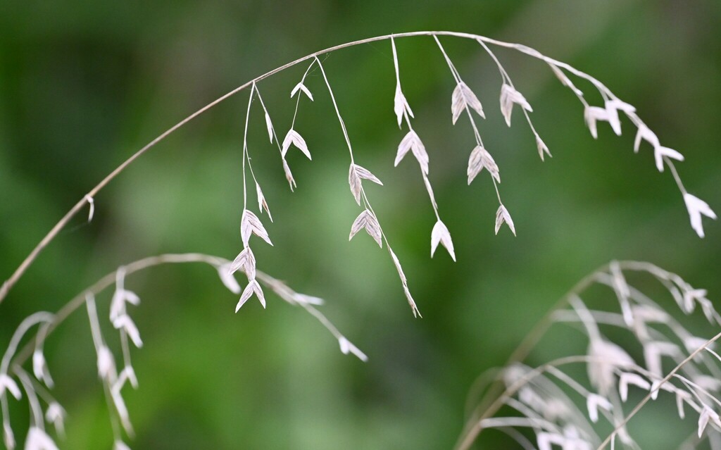 inland wood oats from Port Aransas, TX, USA on March 27, 2024 at 11:09 ...
