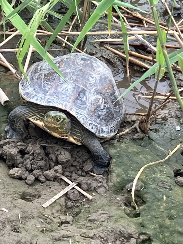 Common thread turtle from Danshui River, Datong District, TPE, TW on ...